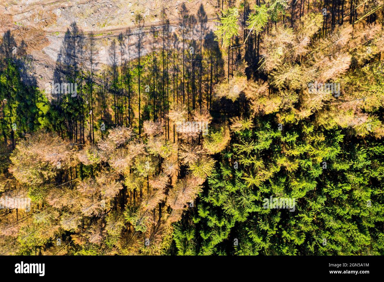 tree shadows from above Stock Photo - Alamy