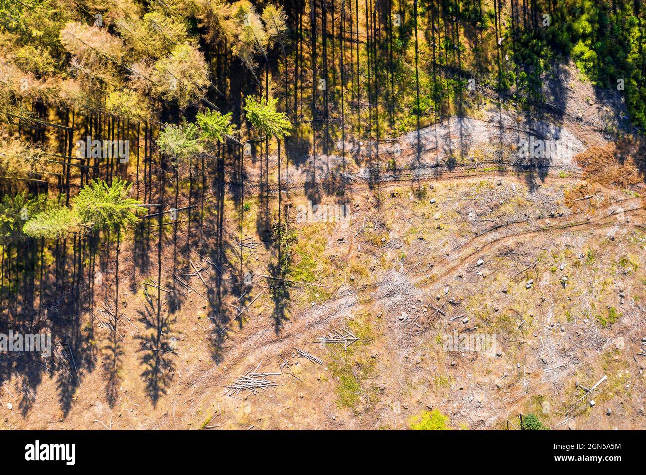 tree shadows from above Stock Photo - Alamy