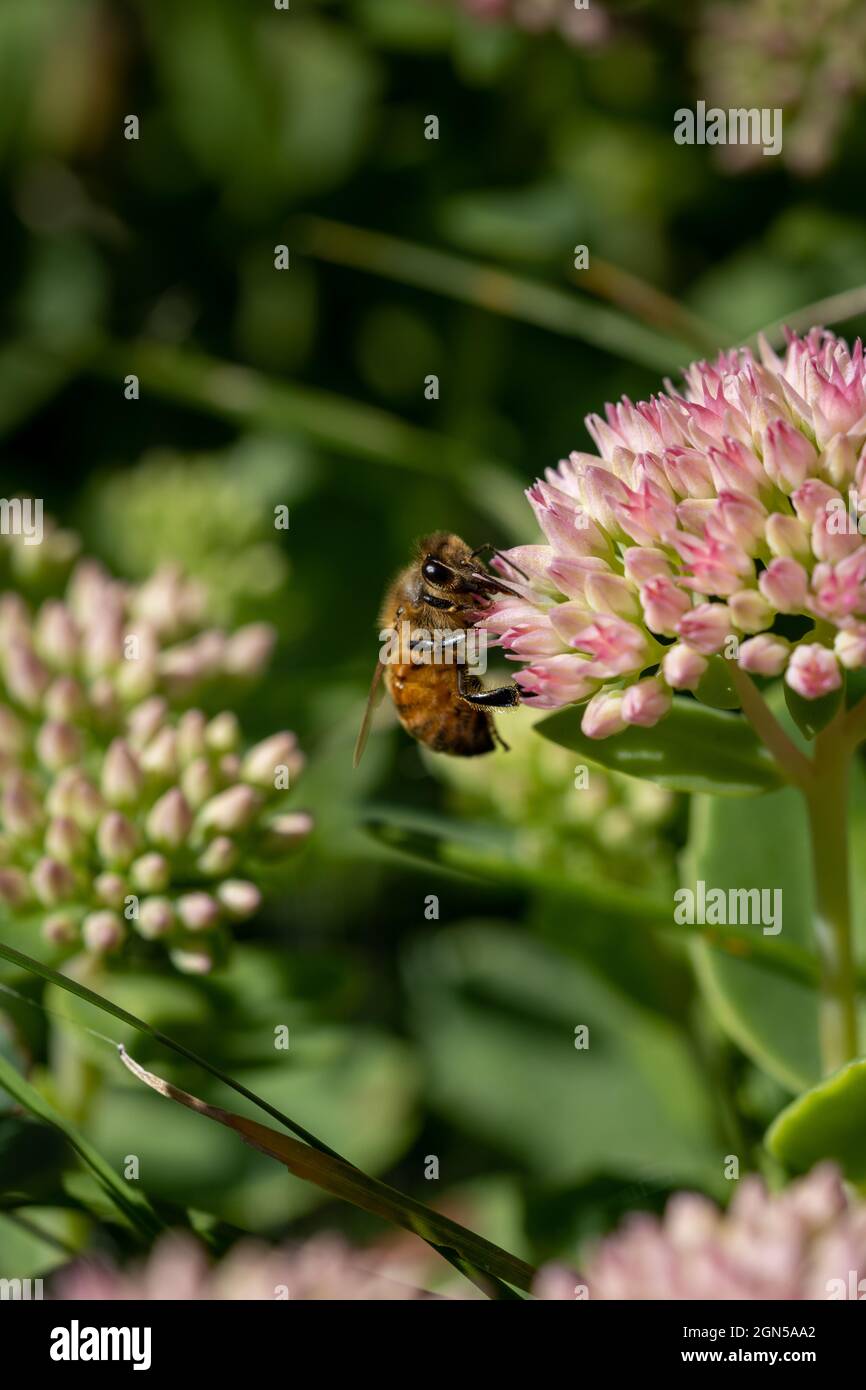 close-up of a honey bee on pink flower Stock Photo - Alamy