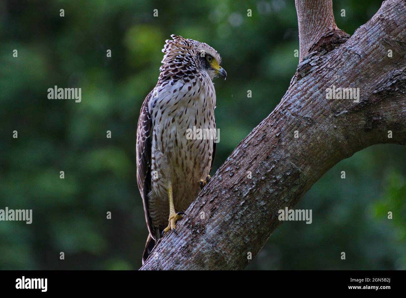 Crested Serpent agle Bird Stock Photo - Alamy