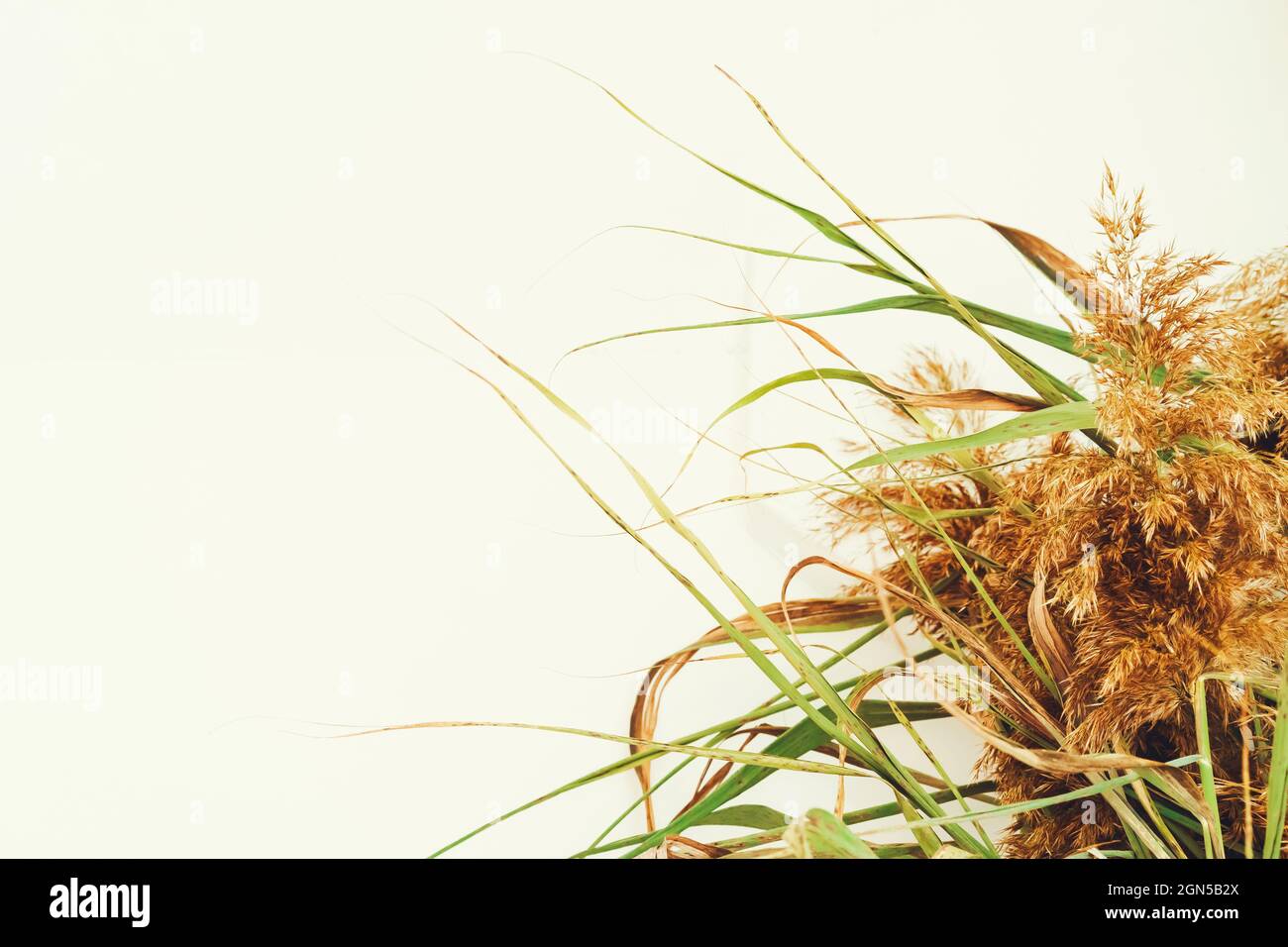 Cropped image of decorative dried plant branches Stock Photo - Alamy