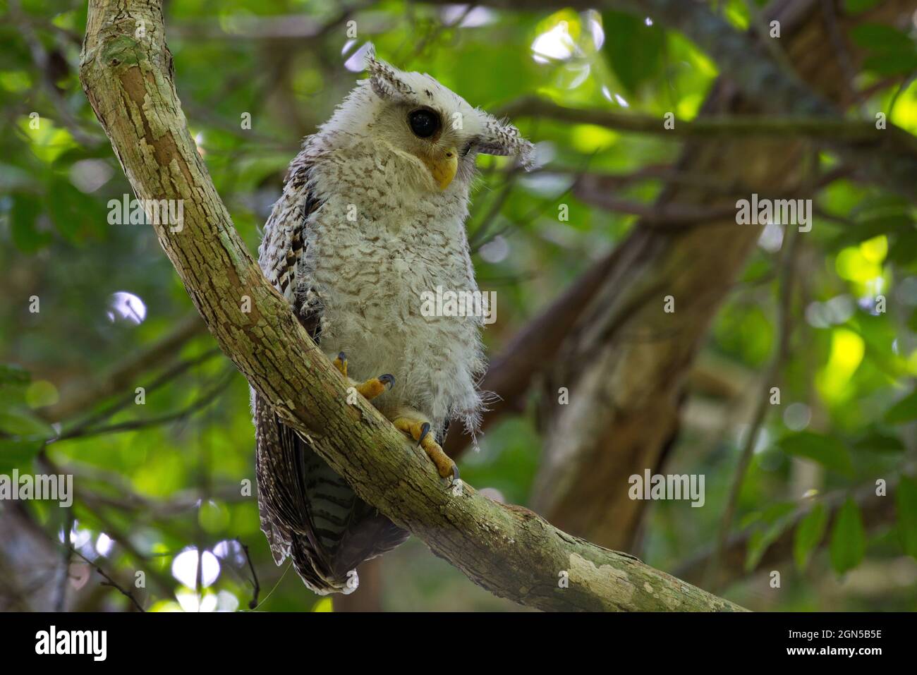 owls in the day time Stock Photo - Alamy
