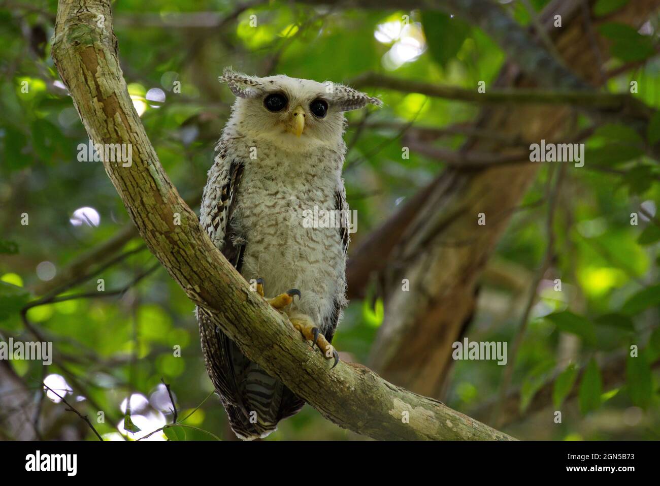 owls in the day time Stock Photo - Alamy