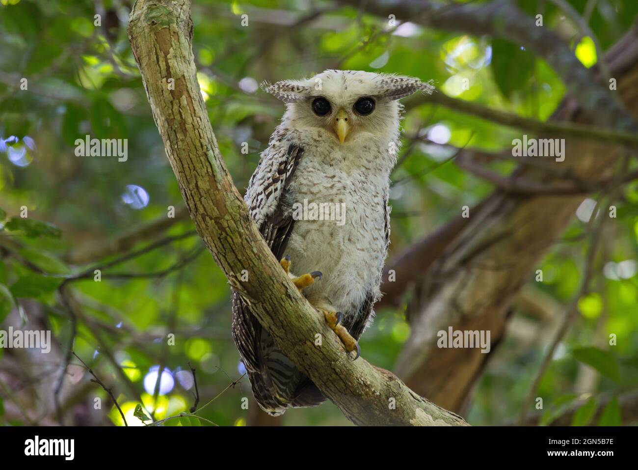 owls in the day time Stock Photo - Alamy
