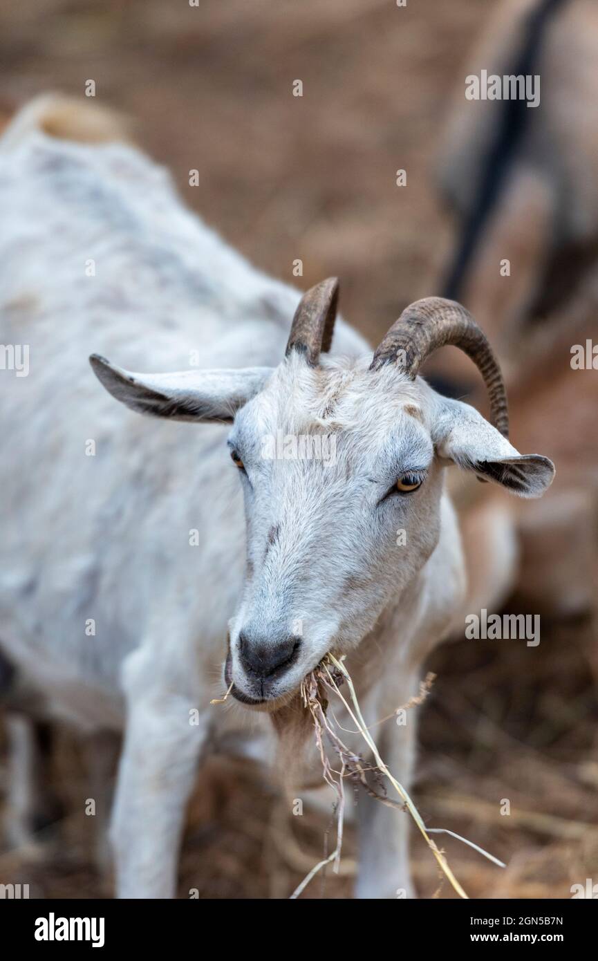 goat eating hay, goat with horns looking at camera, white coloured goat ...