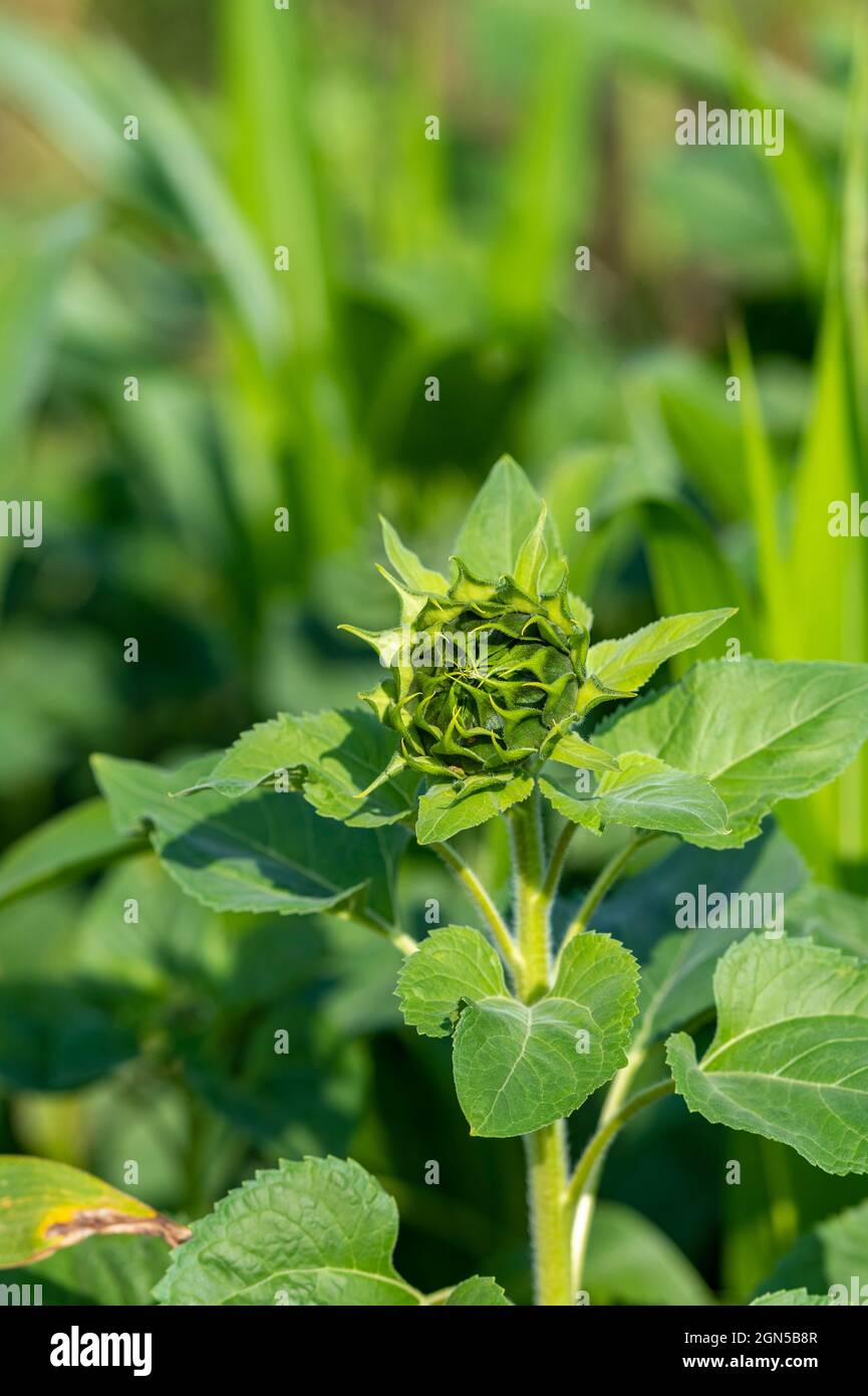 Sunflower Buds
