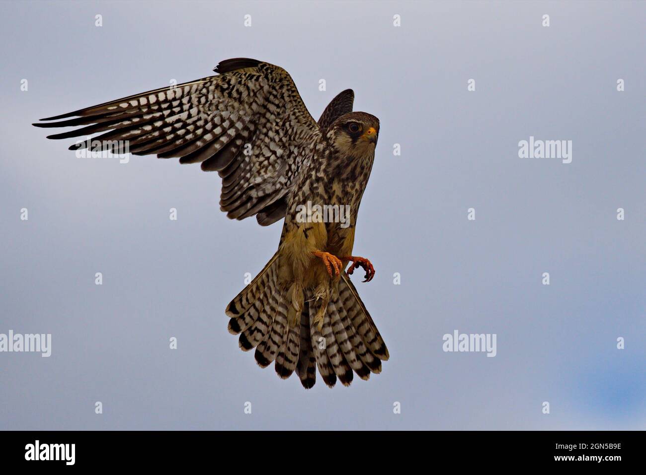 amur falcon bird of prey in flight Stock Photo - Alamy