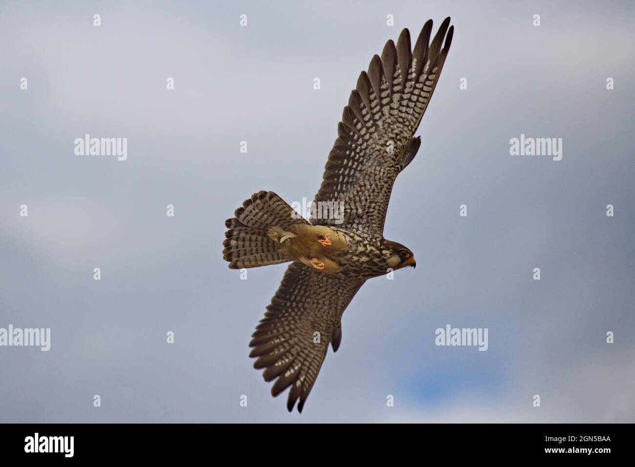 amur falcon bird of prey in flight Stock Photo - Alamy