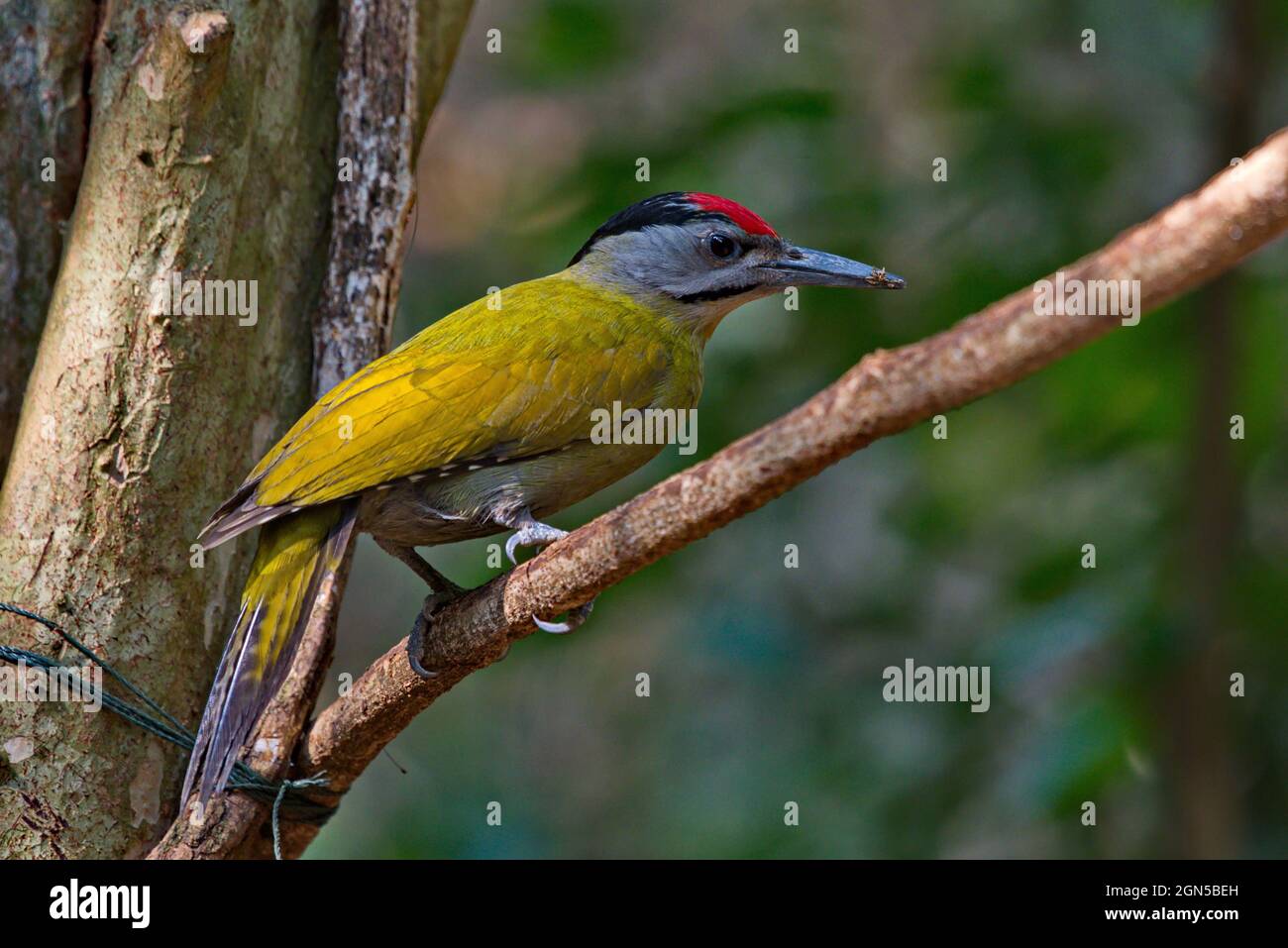 grey headed woodpecker bird Stock Photo - Alamy