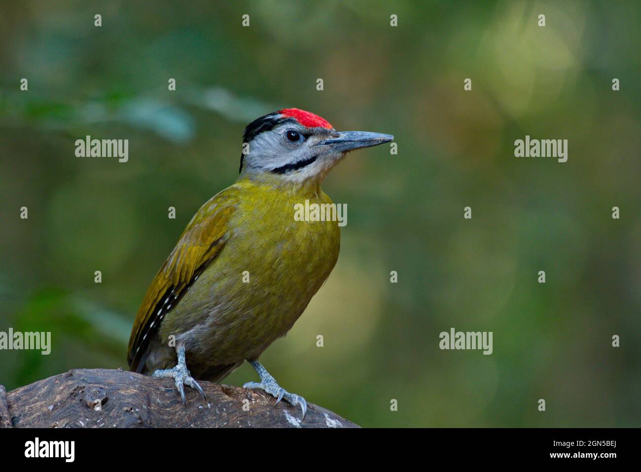 grey headed woodpecker bird Stock Photo - Alamy