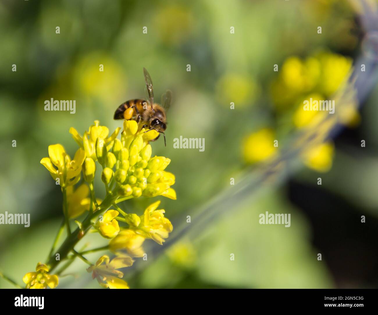 a close up of a bee on flowered mustard Stock Photo - Alamy