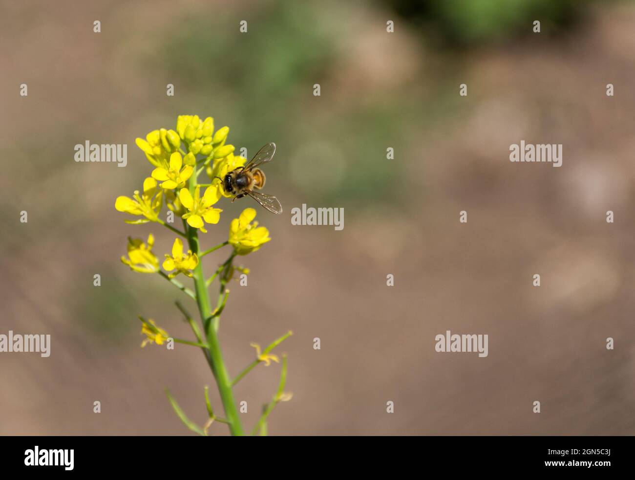 a close up of a bee on flowered mustard Stock Photo - Alamy