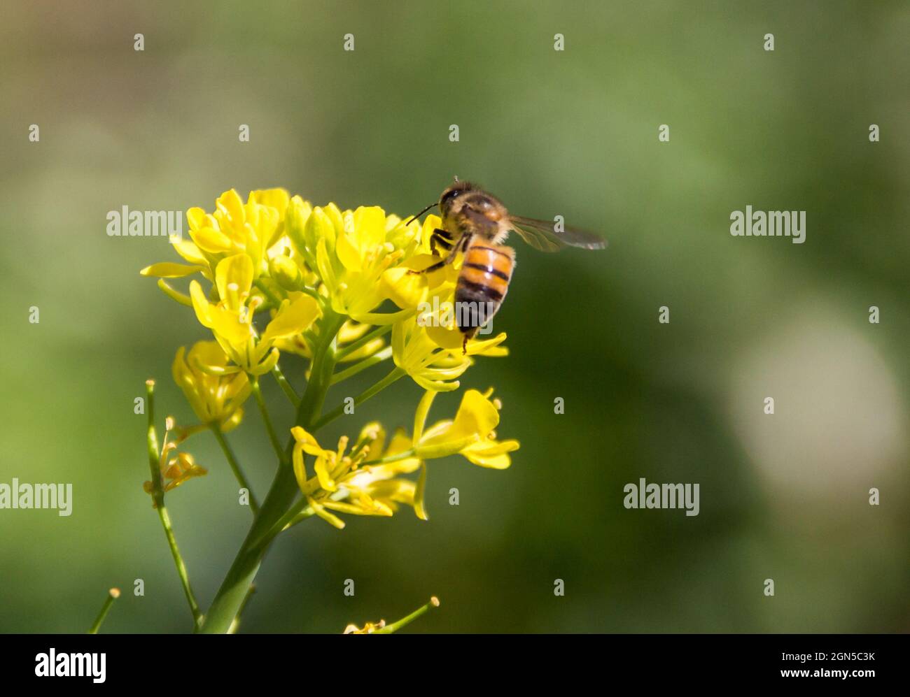 a close up of a bee on flowered mustard Stock Photo - Alamy