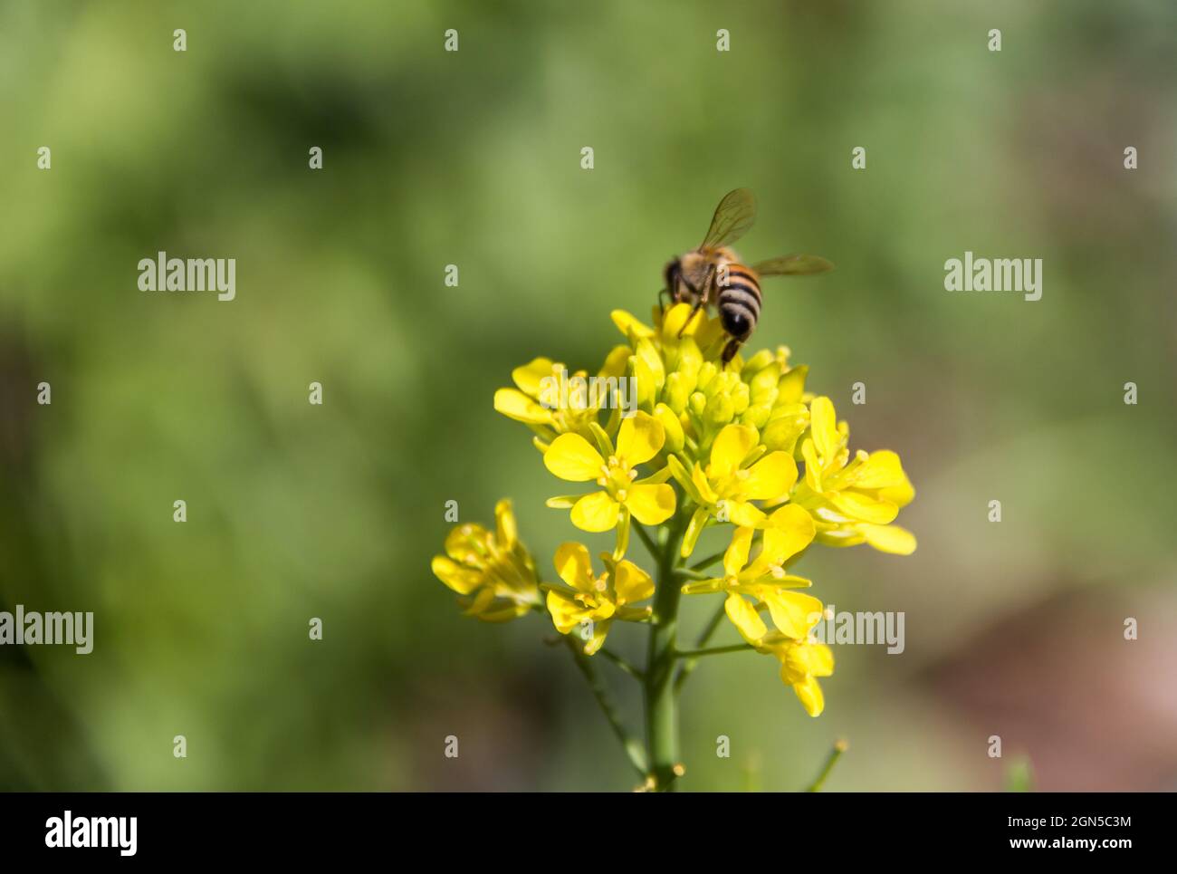 a close up of a bee on flowered mustard Stock Photo - Alamy