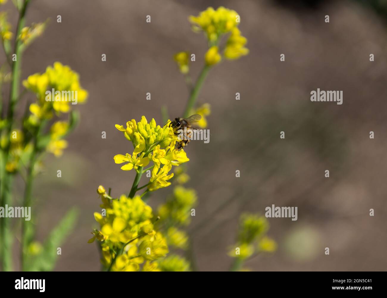 a close up of a bee on flowered mustard Stock Photo - Alamy