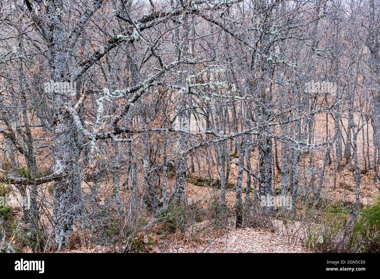 Temperate tropical and subtropical broadleaf and mixed coniferou Stock ...
