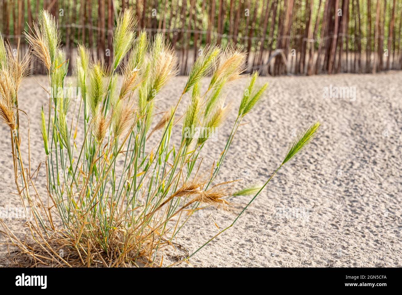 Spikes growing on deserted beach sand, erosion concept Stock Photo - Alamy