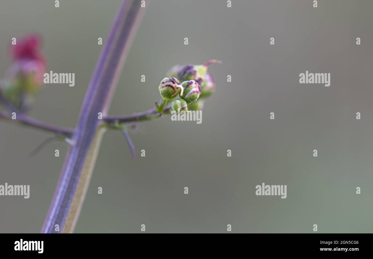 Flower coming out of bud close up with plain background Stock Photo - Alamy