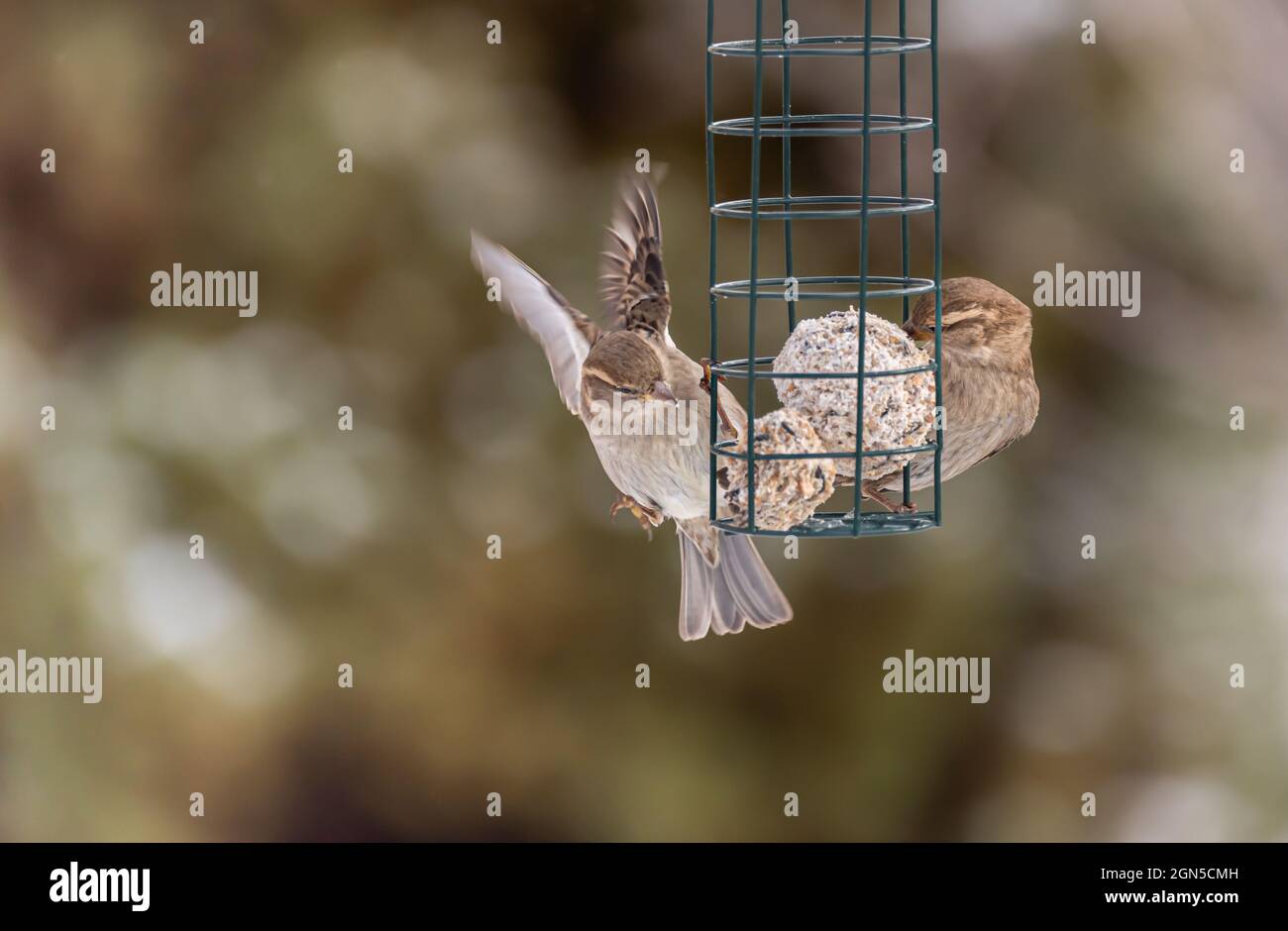 Sparrow or finch, eating bird Stock Photo - Alamy
