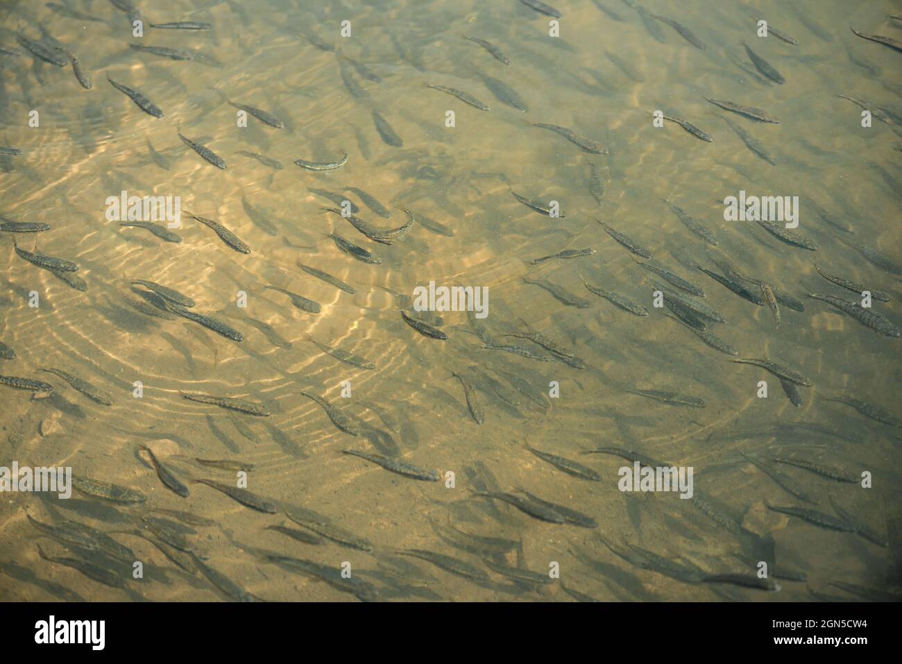 Flock of small fish in shallow water in the sunlight. Movement concept ...