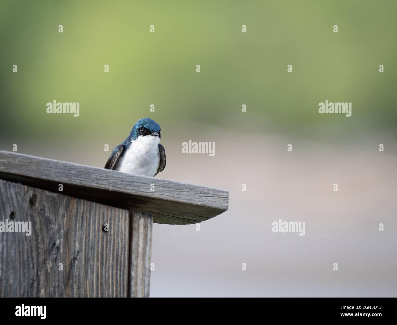 Adult Tree Swallow with spring plumage perched on top of a wooden ...