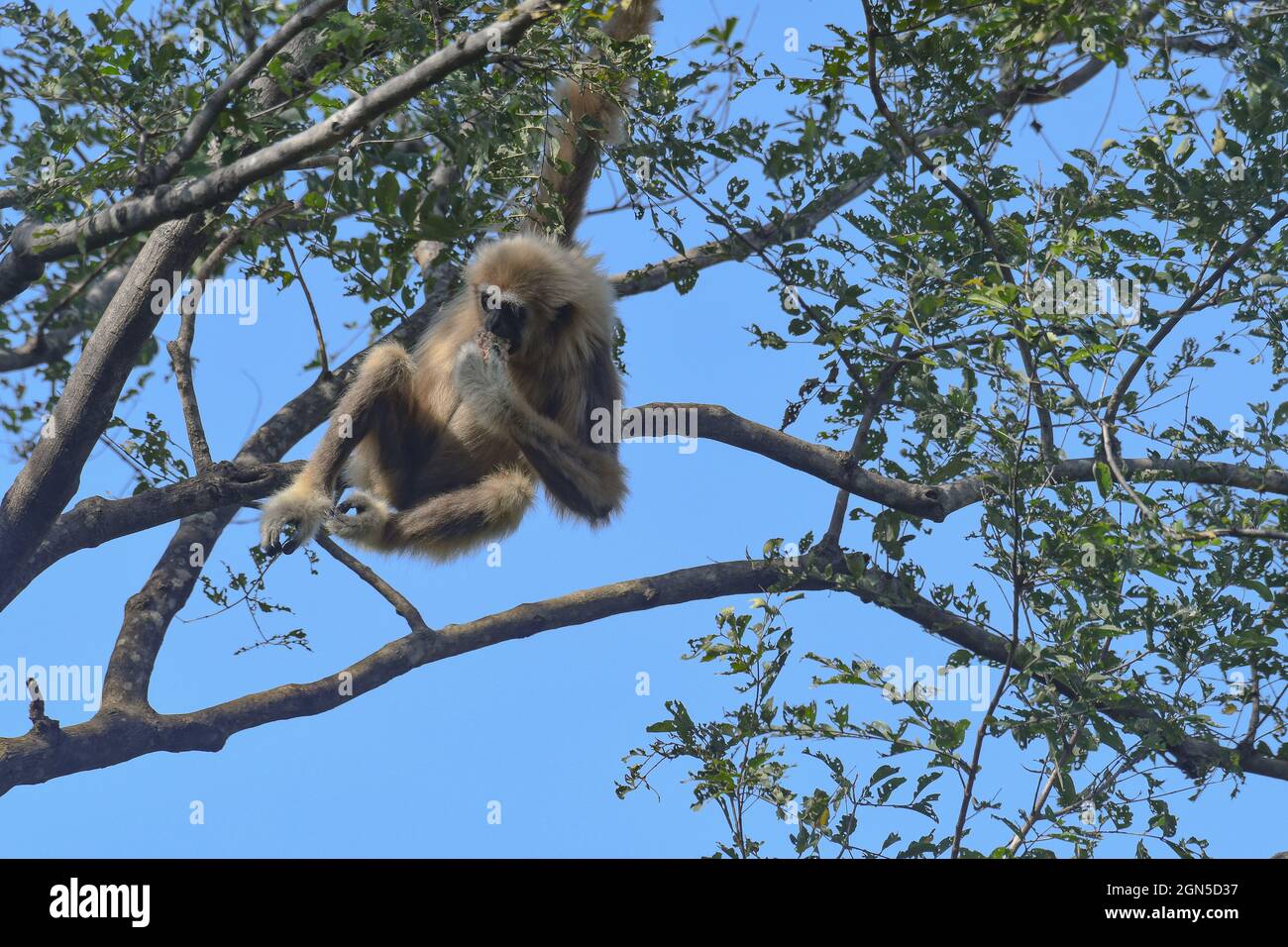Elephant swinging tail hi-res stock photography and images - Alamy