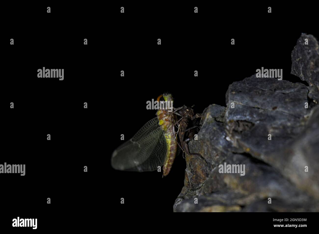 Dragonfly emerging from its nymph stage Stock Photo - Alamy