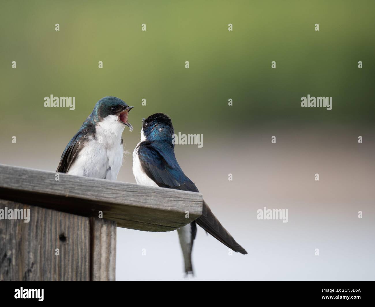 Pair of Tree Swallows with spring plumage perched on top of wooden ...