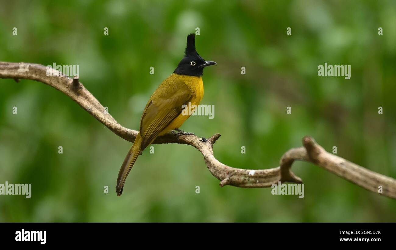 Black-crested Bulbul, Rubigula flaviventris Stock Photo - Alamy