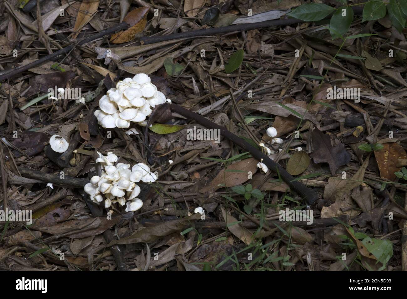 Small white fungi on forest floor Stock Photo - Alamy