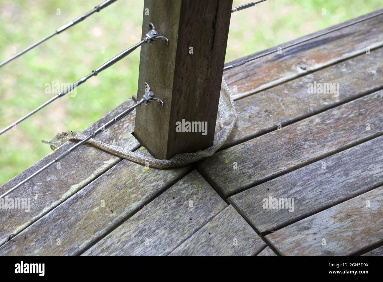 Discarded snake skin on timber structure Stock Photo - Alamy