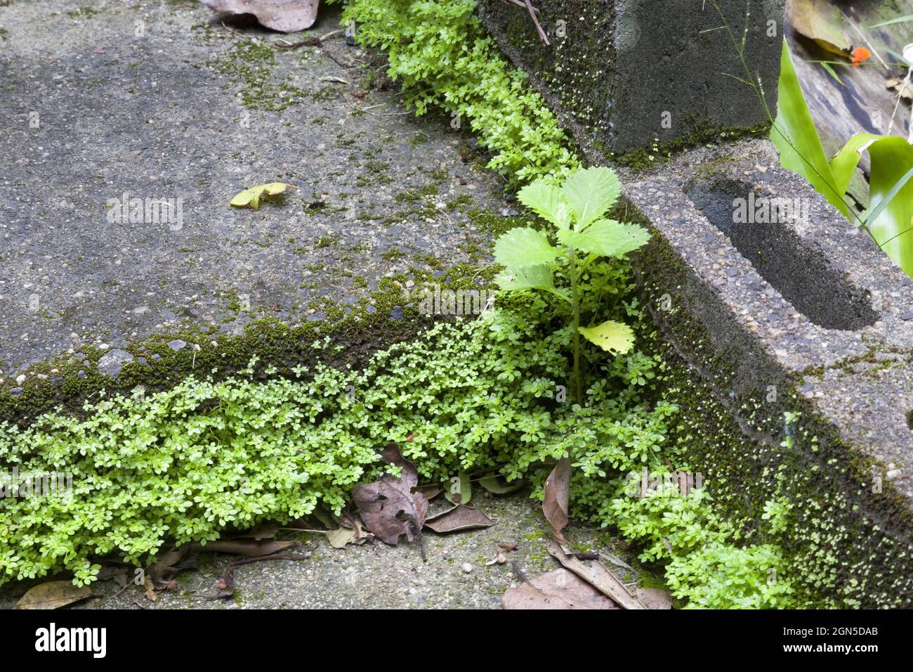 Concrete weed hi-res stock photography and images - Alamy