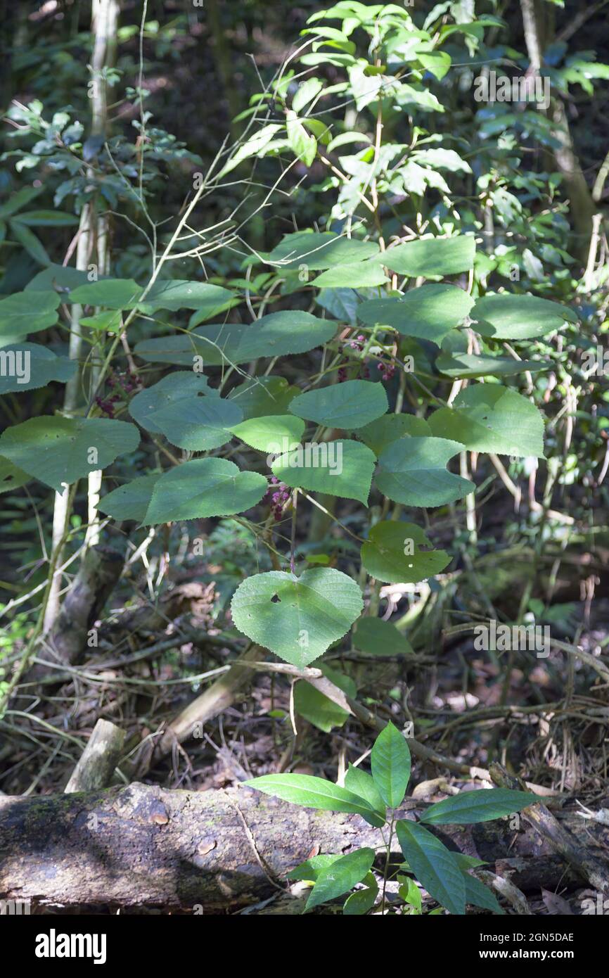 Gympie gympie stinging tree hi-res stock photography and images - Alamy