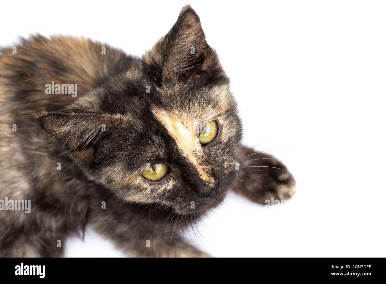 A black motley spotted kitten with a stripe on the nose on a white ...
