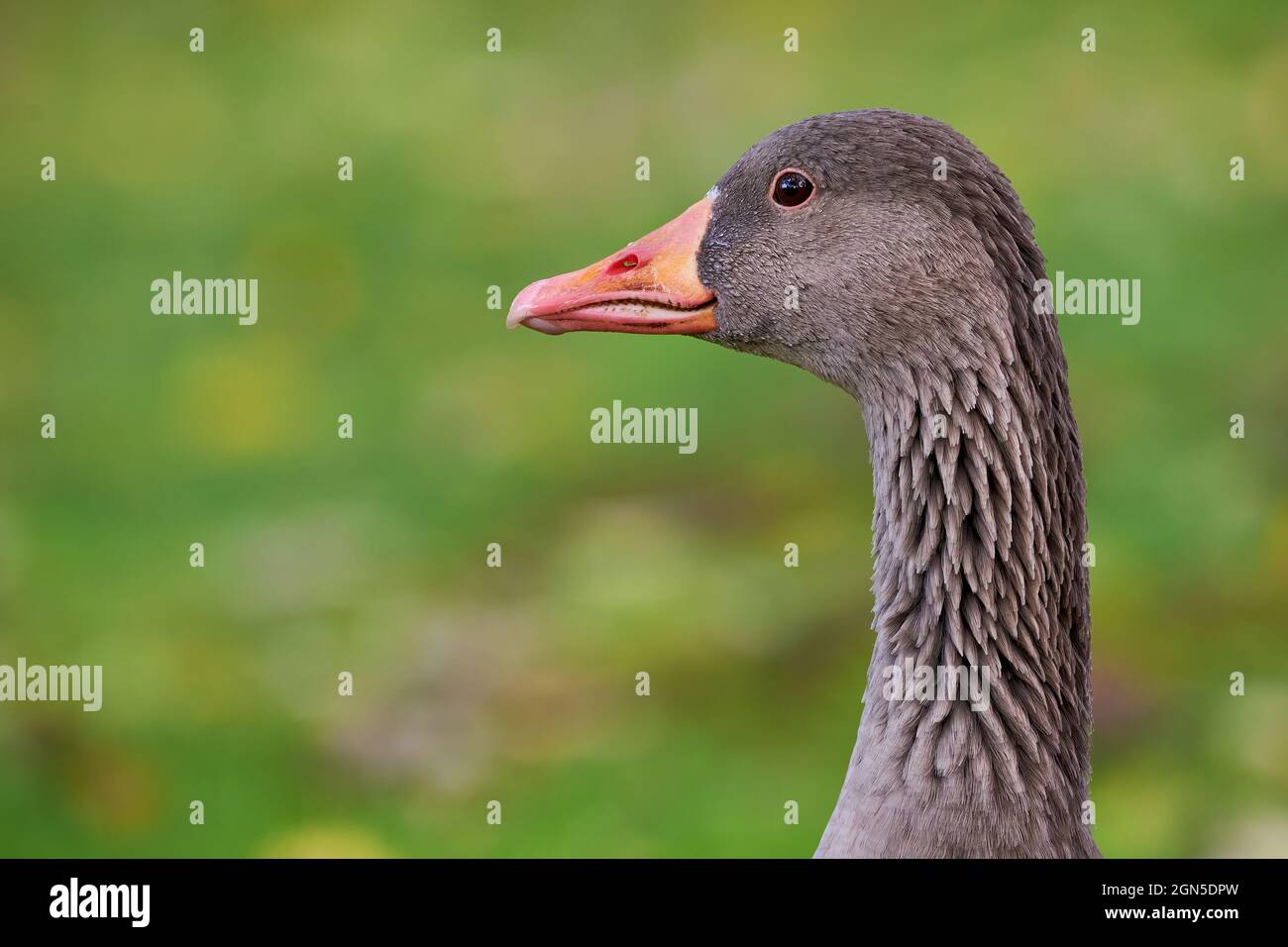 White fronted goose head hi-res stock photography and images - Alamy