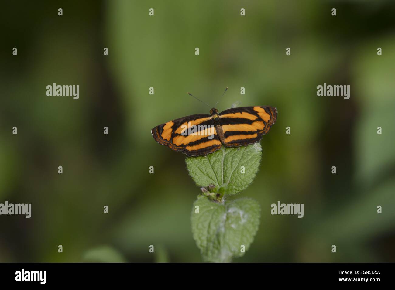Basking under the sun, Common Lascar, Pantoporia hordonia Stock Photo ...