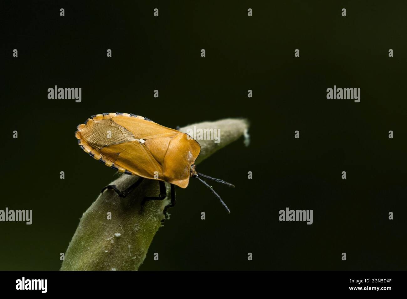 On top of a leaf, Giant Shield Bug, Tessaratoma papillosa Stock Photo ...