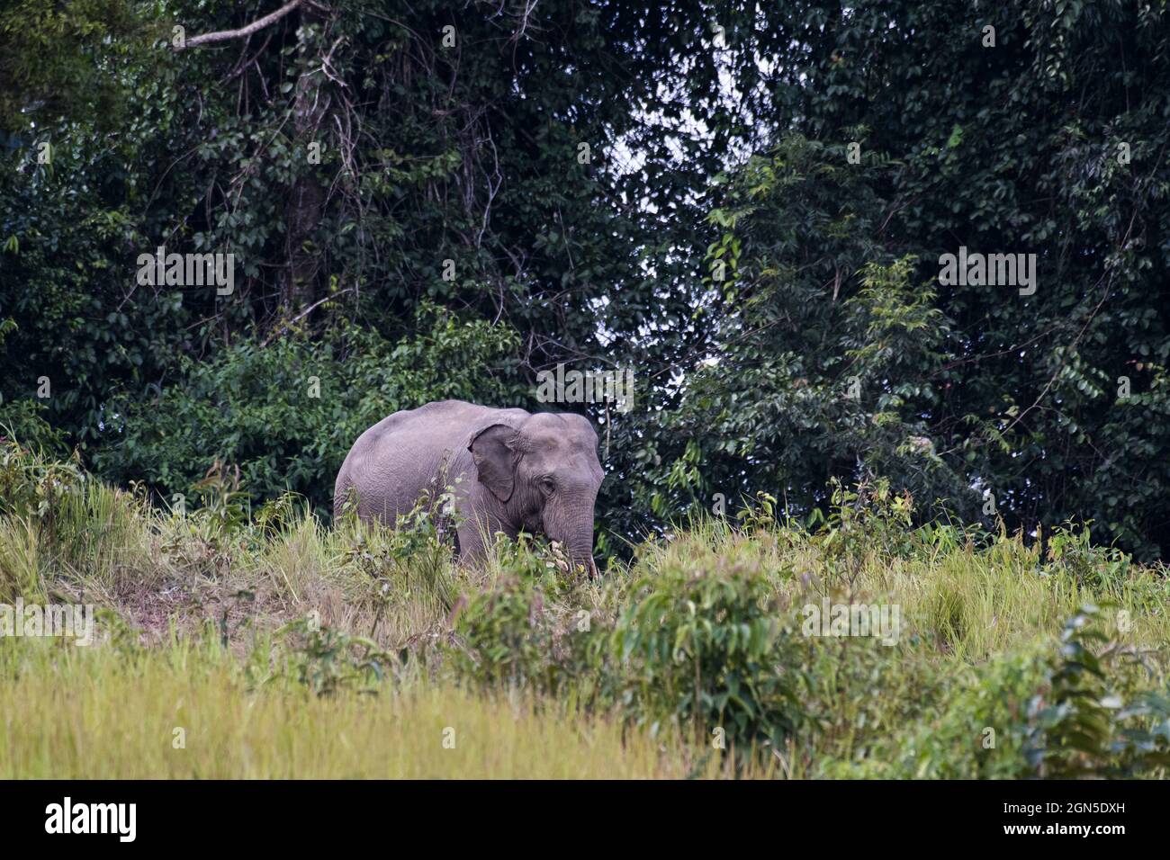 Facing to the right, ears open wide to the back, Indian Elephant ...