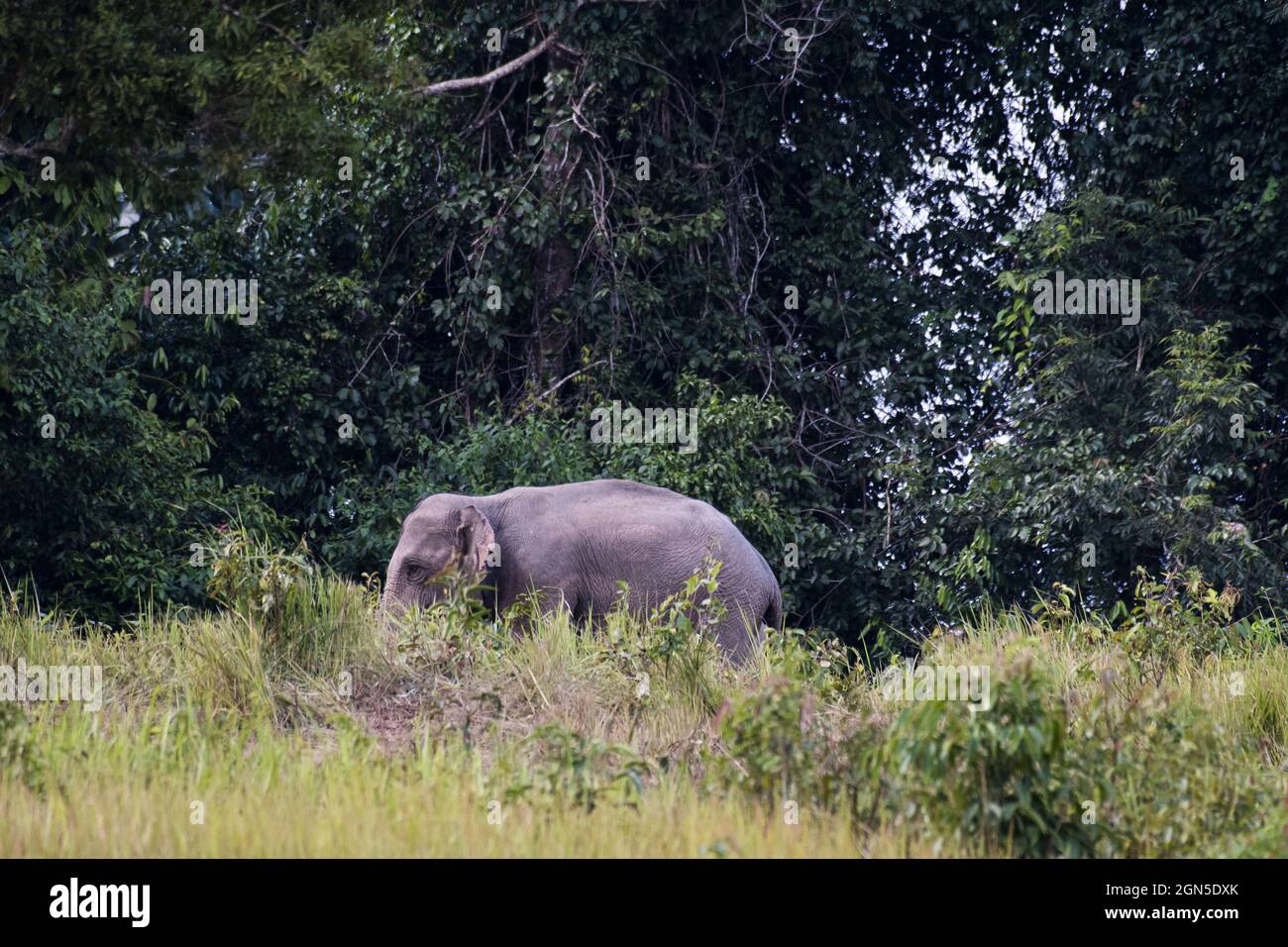 Left facing animal hi-res stock photography and images - Alamy