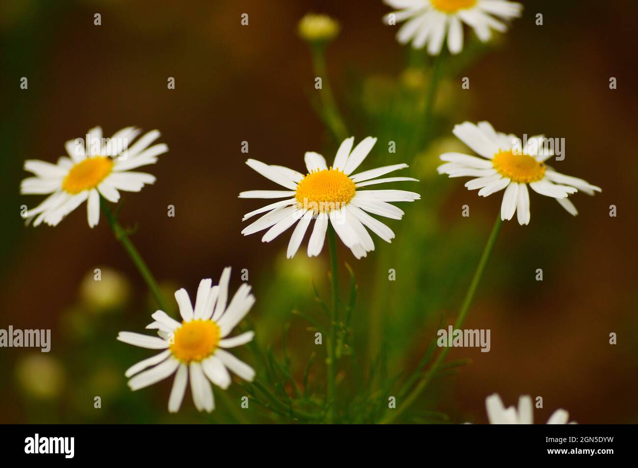 Flower of the scentless false mayweed Stock Photo - Alamy