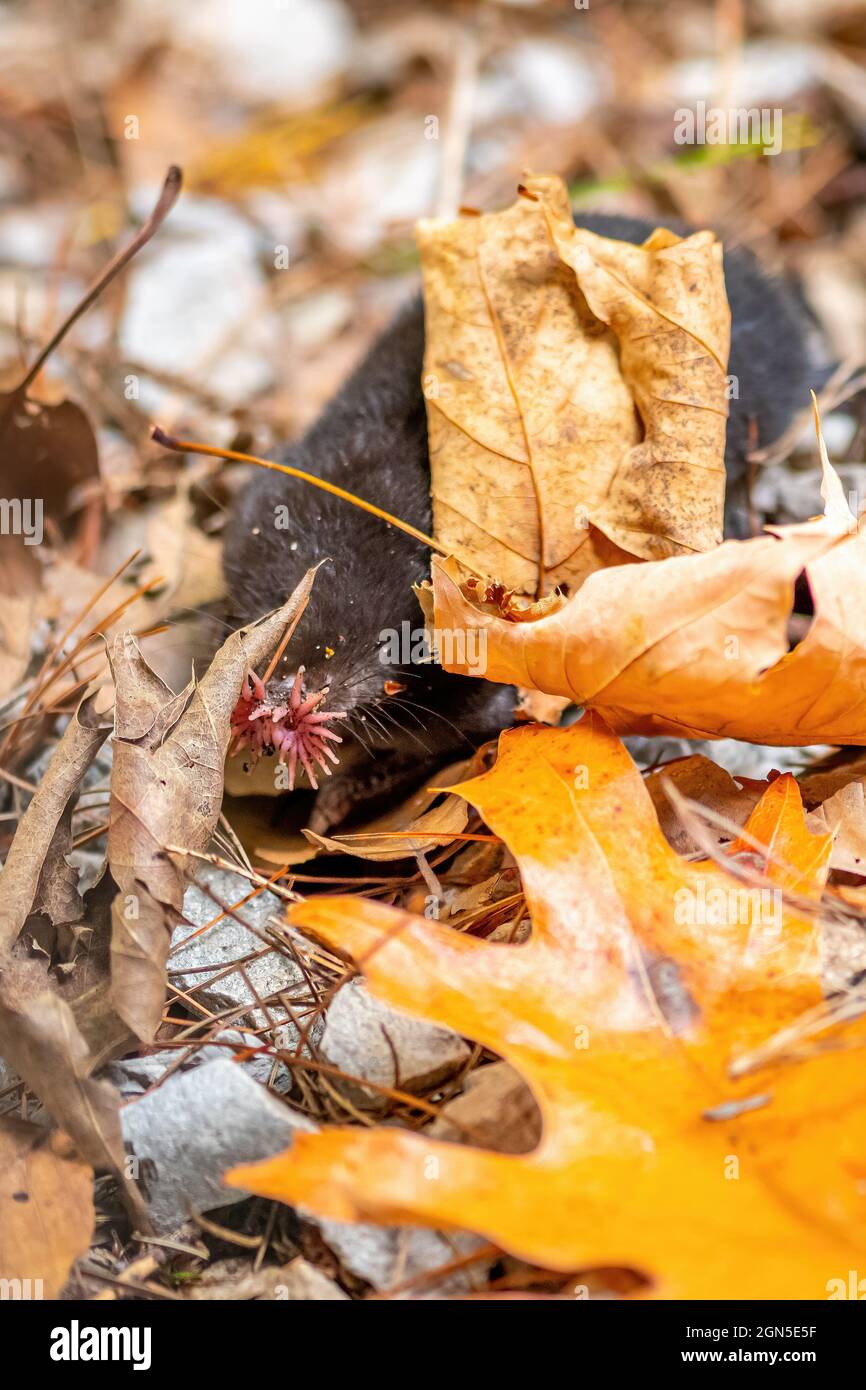A Star-nosed mole (Condylura cristata) searching for food in Michigan ...