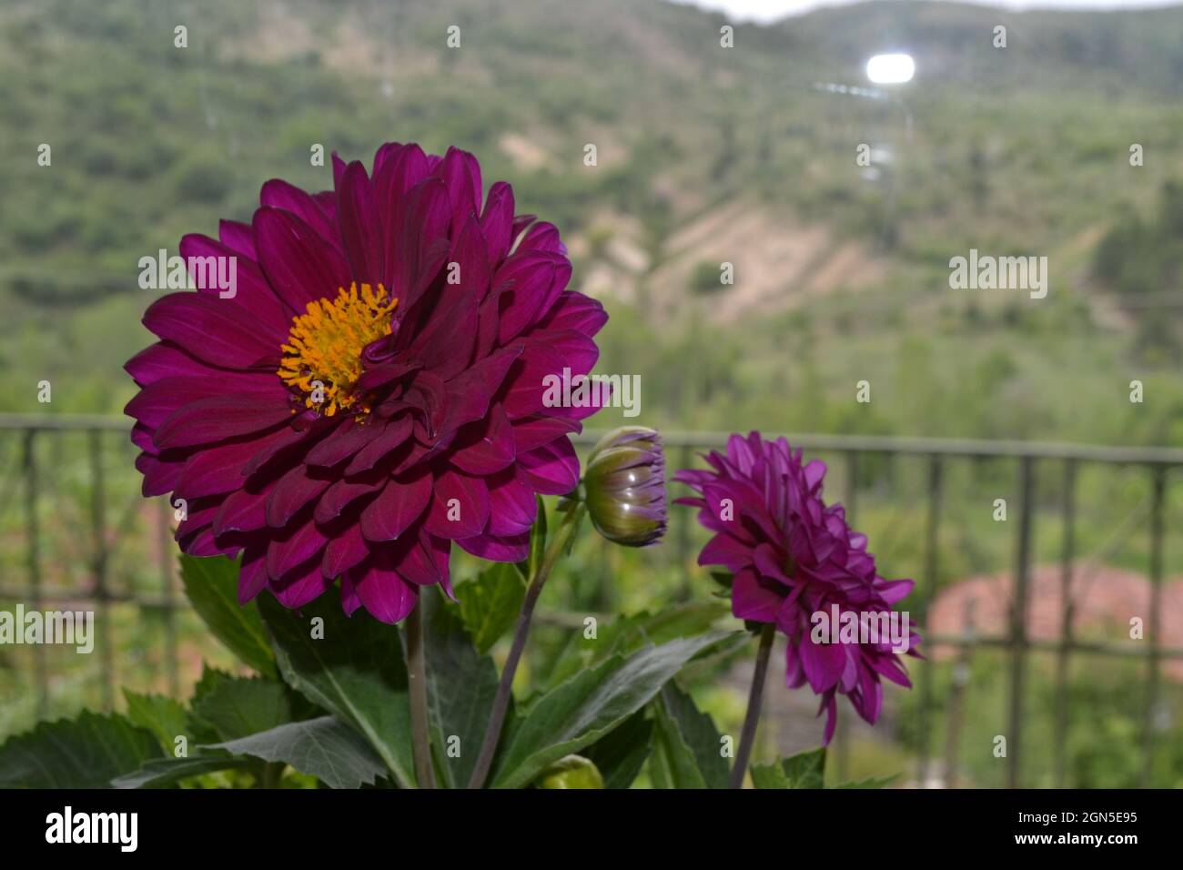 Big plants hi-res stock photography and images - Alamy