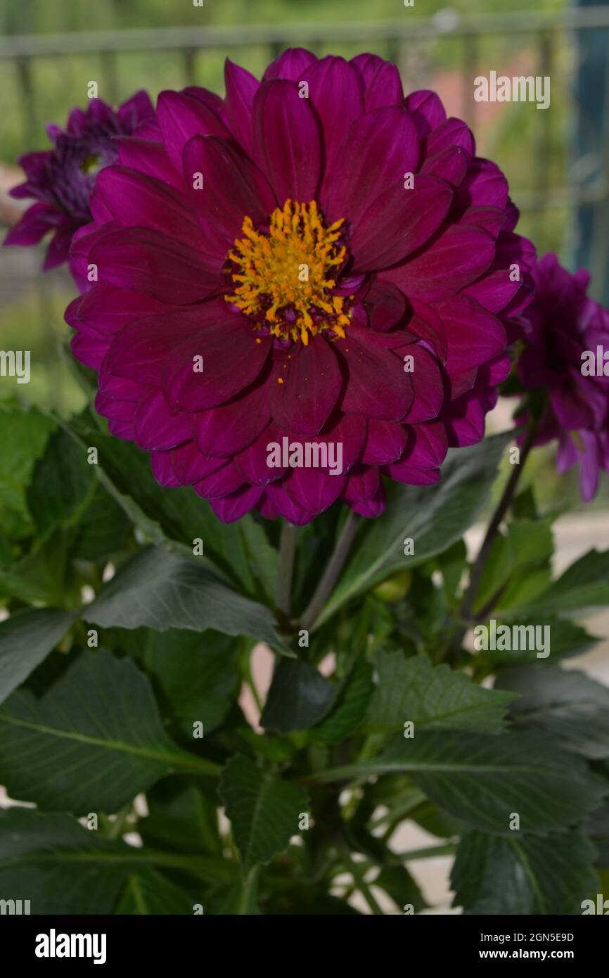 flowers in purple color Stock Photo - Alamy