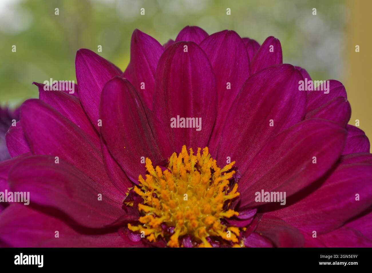 Alamy flower photo hi-res stock photography and images - Alamy