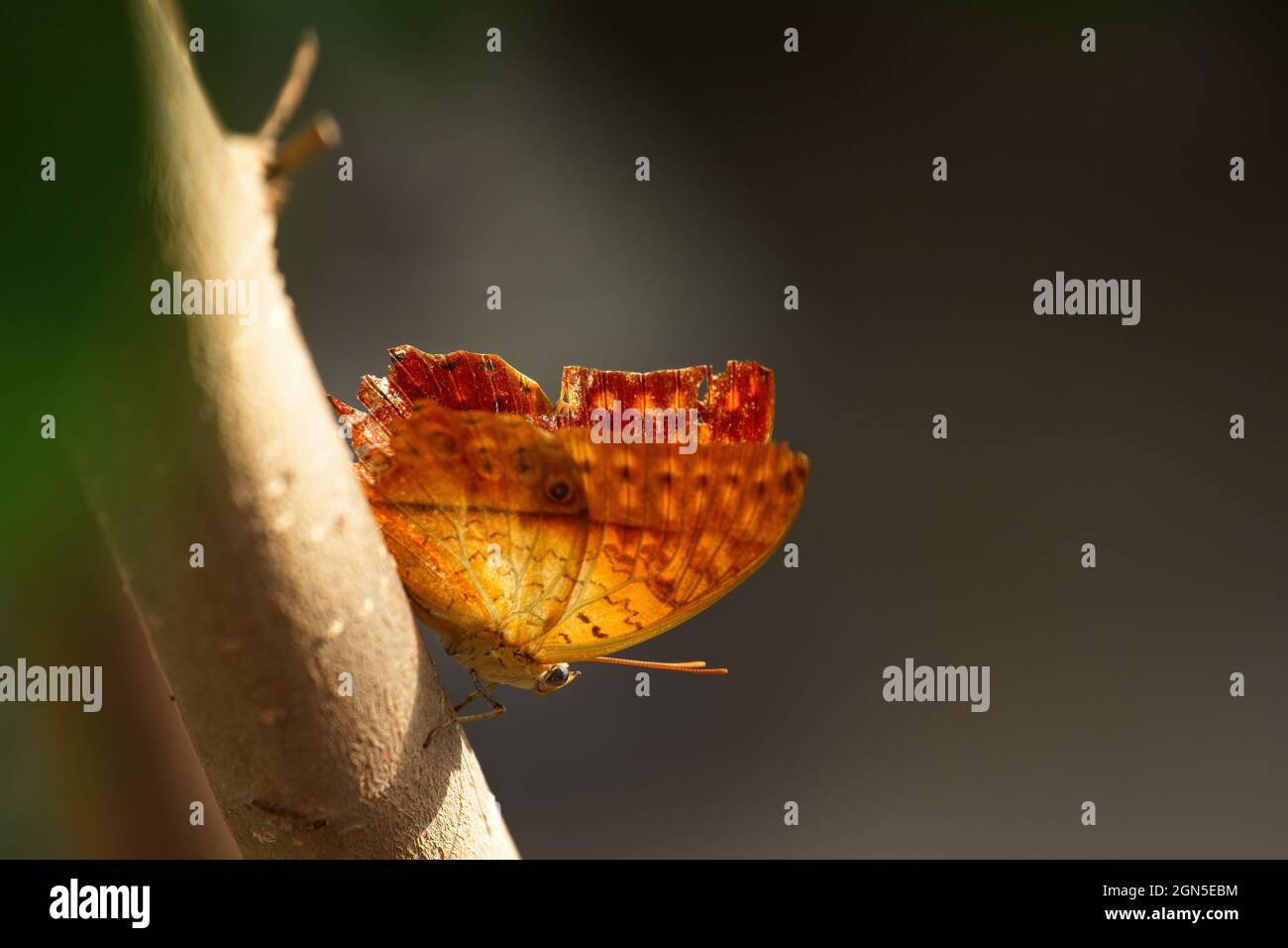 Rust colored butterfly on branch Stock Photo - Alamy