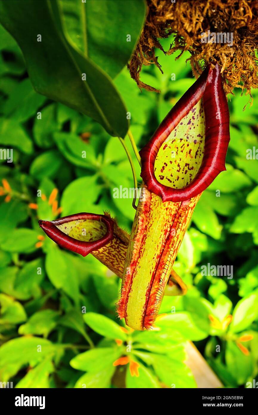 Pitcher plants in a garden Stock Photo - Alamy