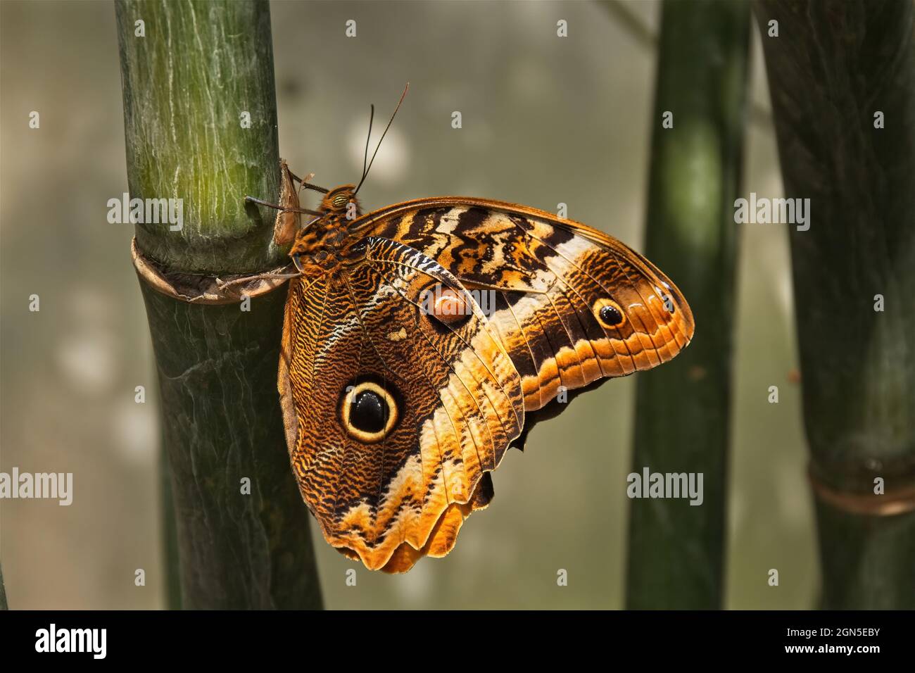 Blue Morpho butterfly on bamboo Stock Photo - Alamy