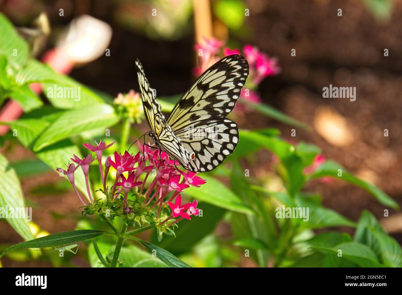 Black and white butterfly on red flowers Stock Photo - Alamy
