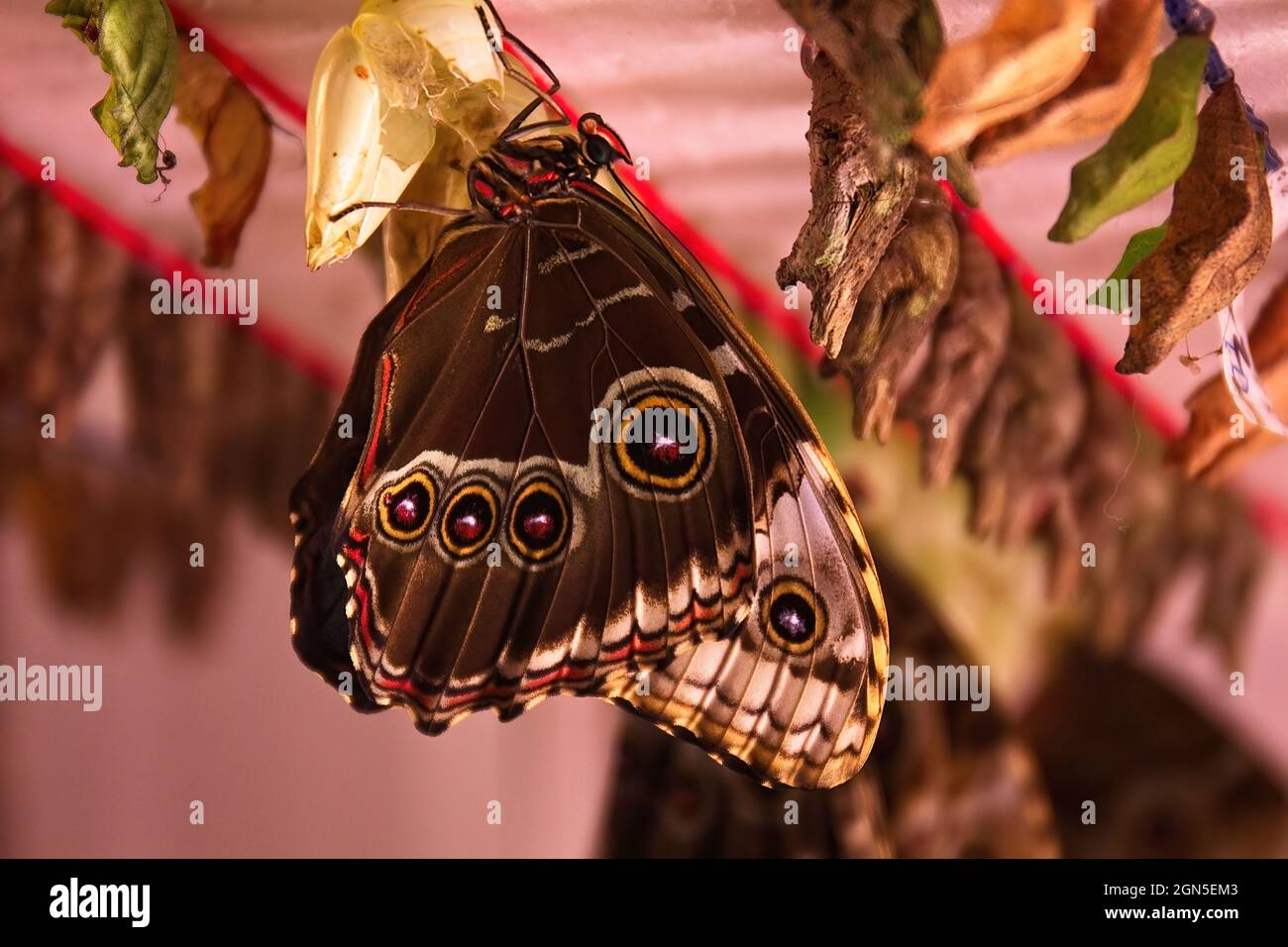 Blue morpho butterfly chrysalis hi-res stock photography and images - Alamy