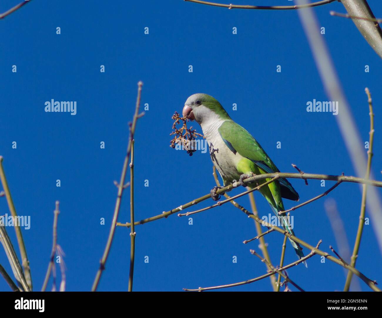 Argentine parrot hi-res stock photography and images - Alamy